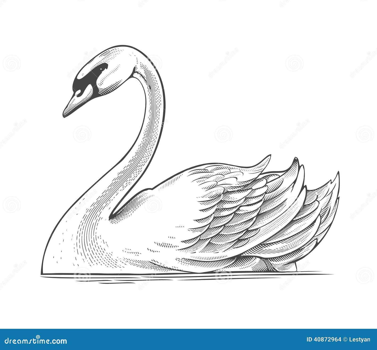 Svan i gravyrstil vektor illustrationer. Illustration av fjäder - 40872964