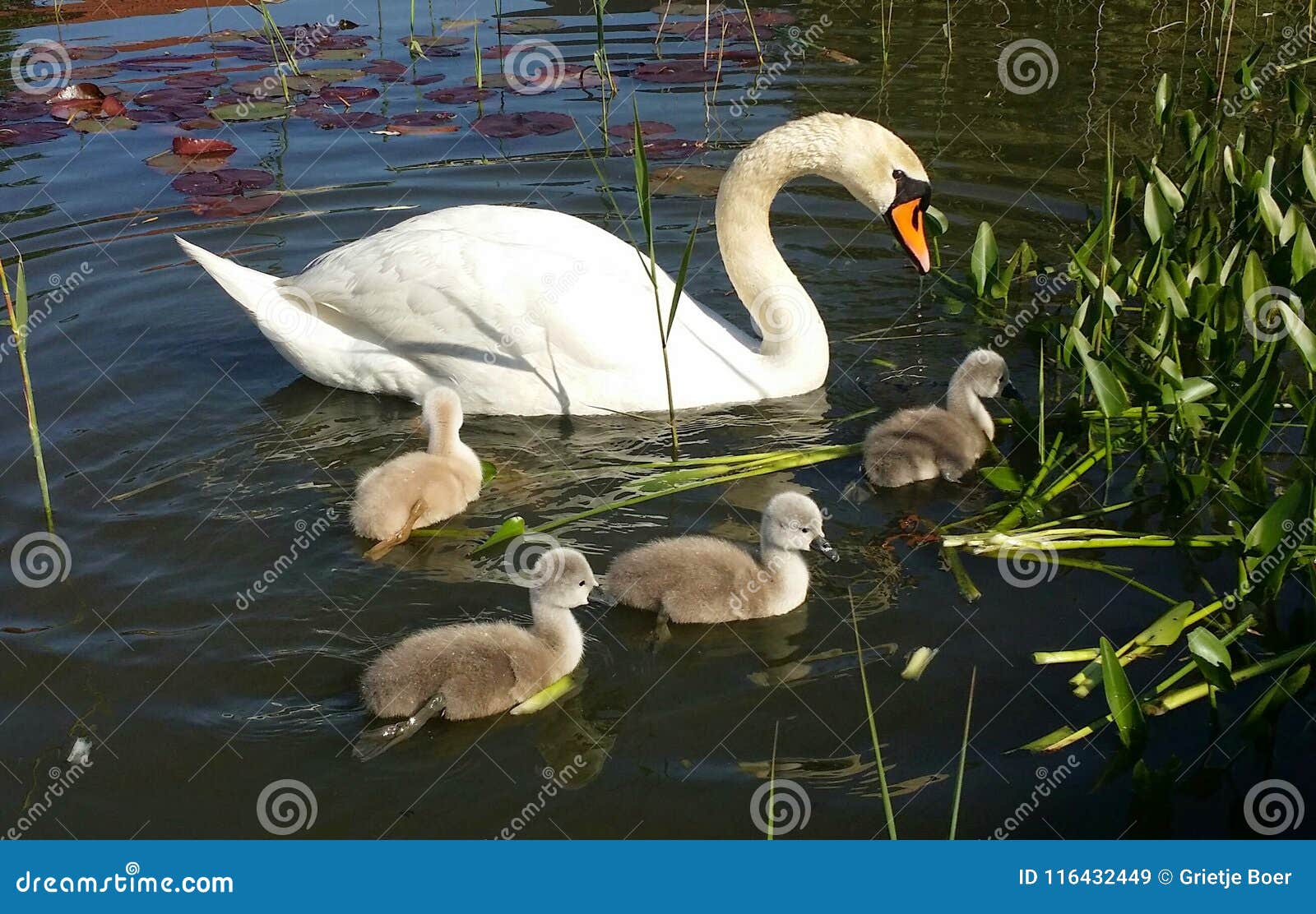 Svan med Baby& x27; s fotografering för bildbyråer. Bild av svan ...