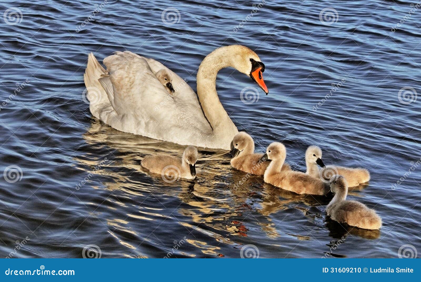 Svan med unga svanar. arkivfoto. Bild av bebis, natur - 31609210