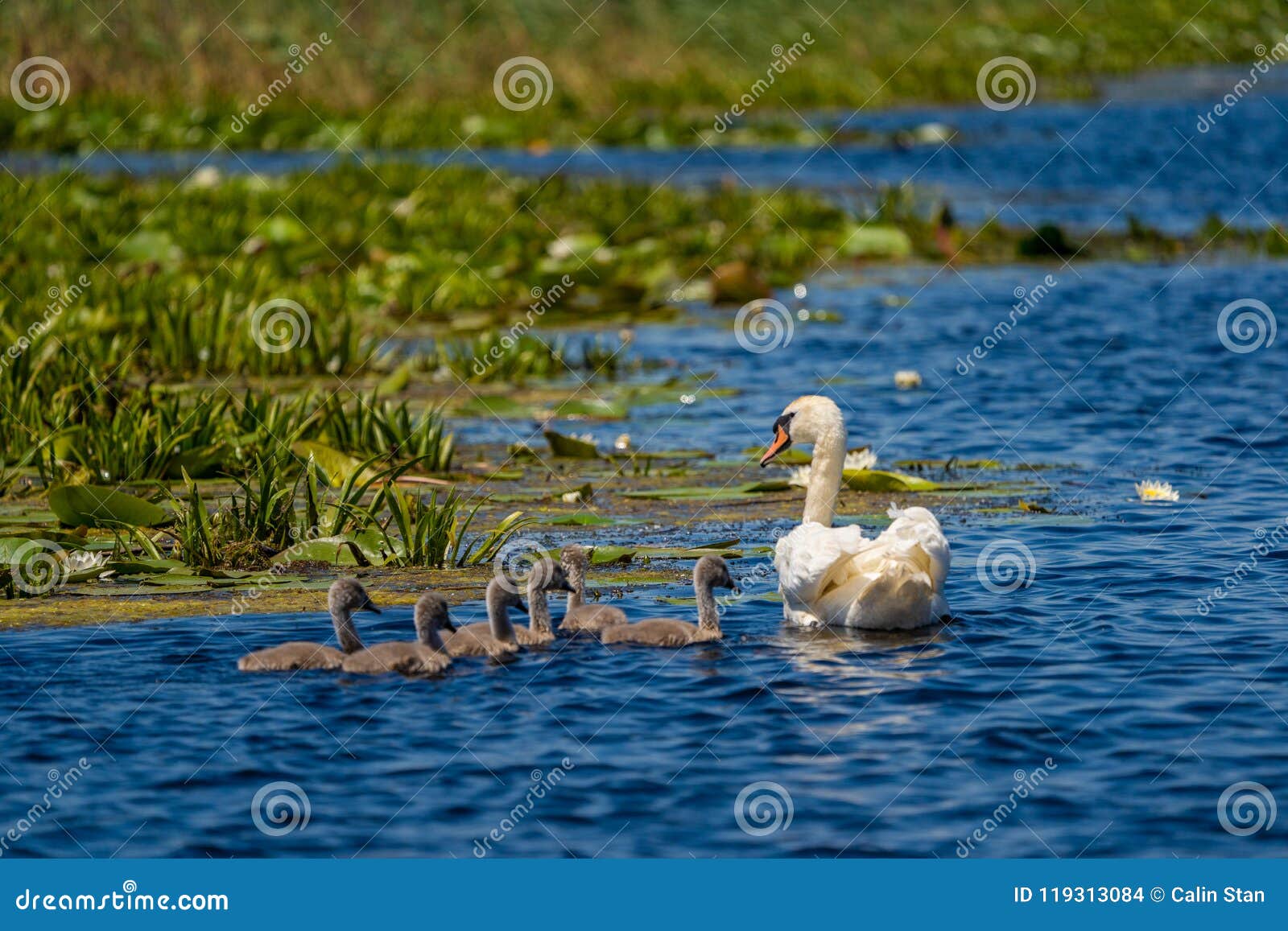 Svan Och Unga Svanar I Donaudelta Arkivfoto - Bild av tyst, svan: 119313084