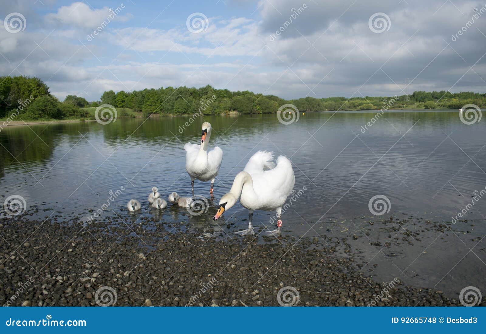 Svanar Med Deras Behandla Som Ett Barn Unga Svanar Arkivfoto - Bild av ...