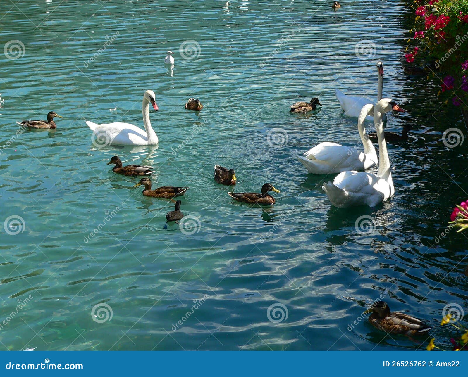 Svanar och änder arkivfoto. Bild av sjö, europa, fluga - 26526762