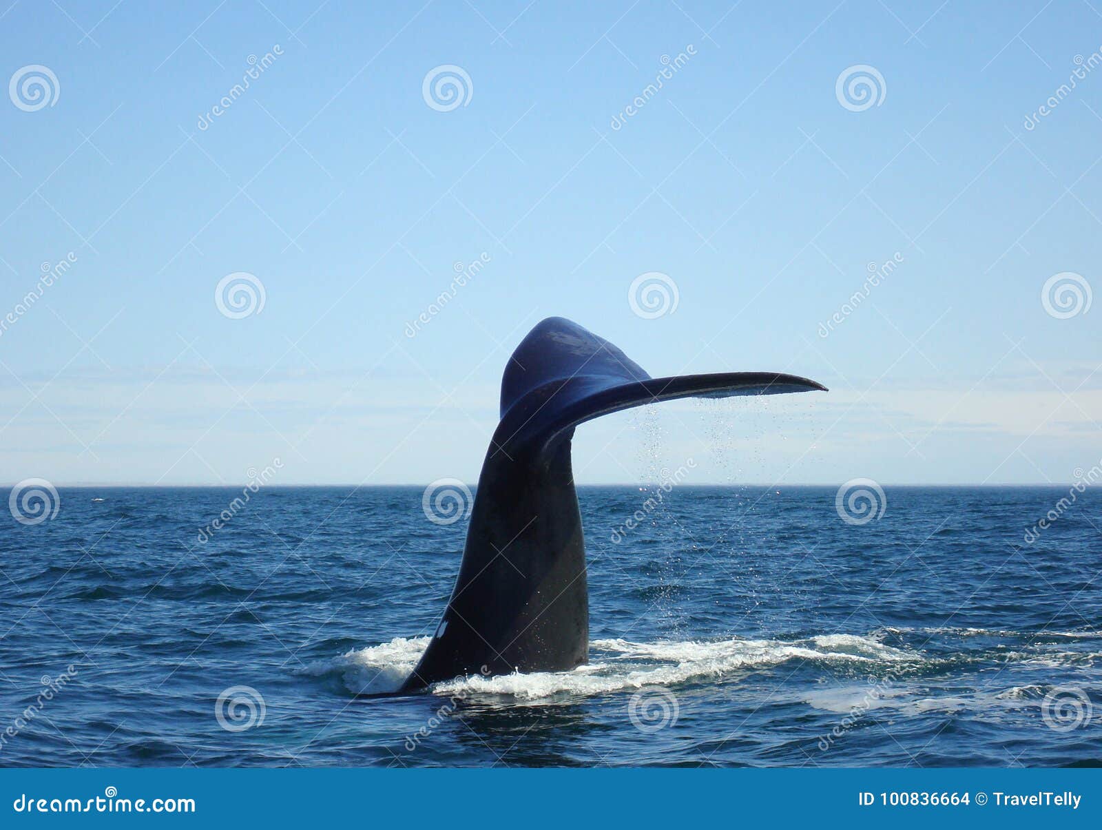 Svans av ett puckelryggval arkivfoto. Bild av angus - 100836664