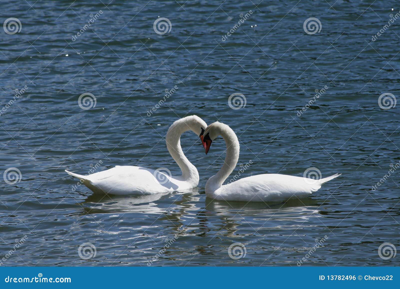 Svans cariñosos foto de archivo. Imagen de pares, cisnes - 13782496