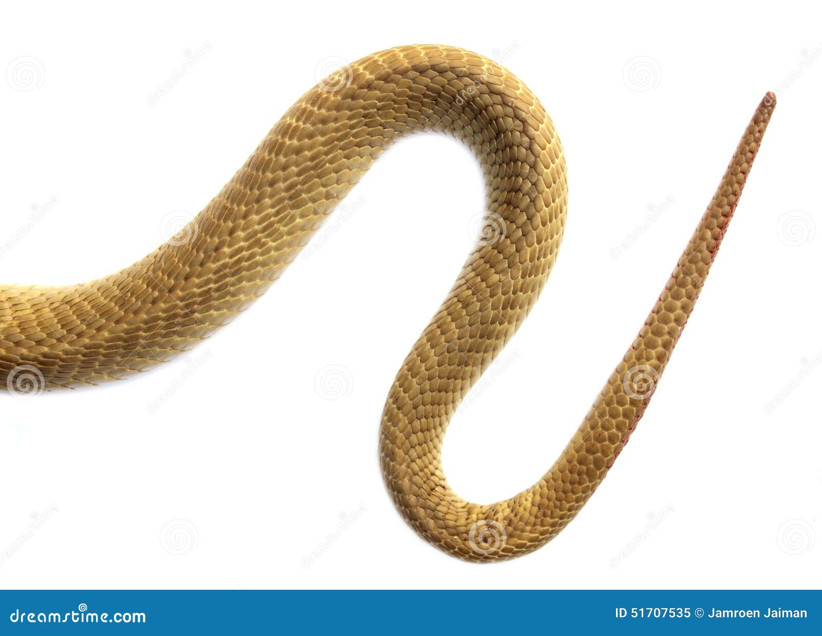 Svansen Av En Orm På En Vit Bakgrund Fotografering för Bildbyråer ...