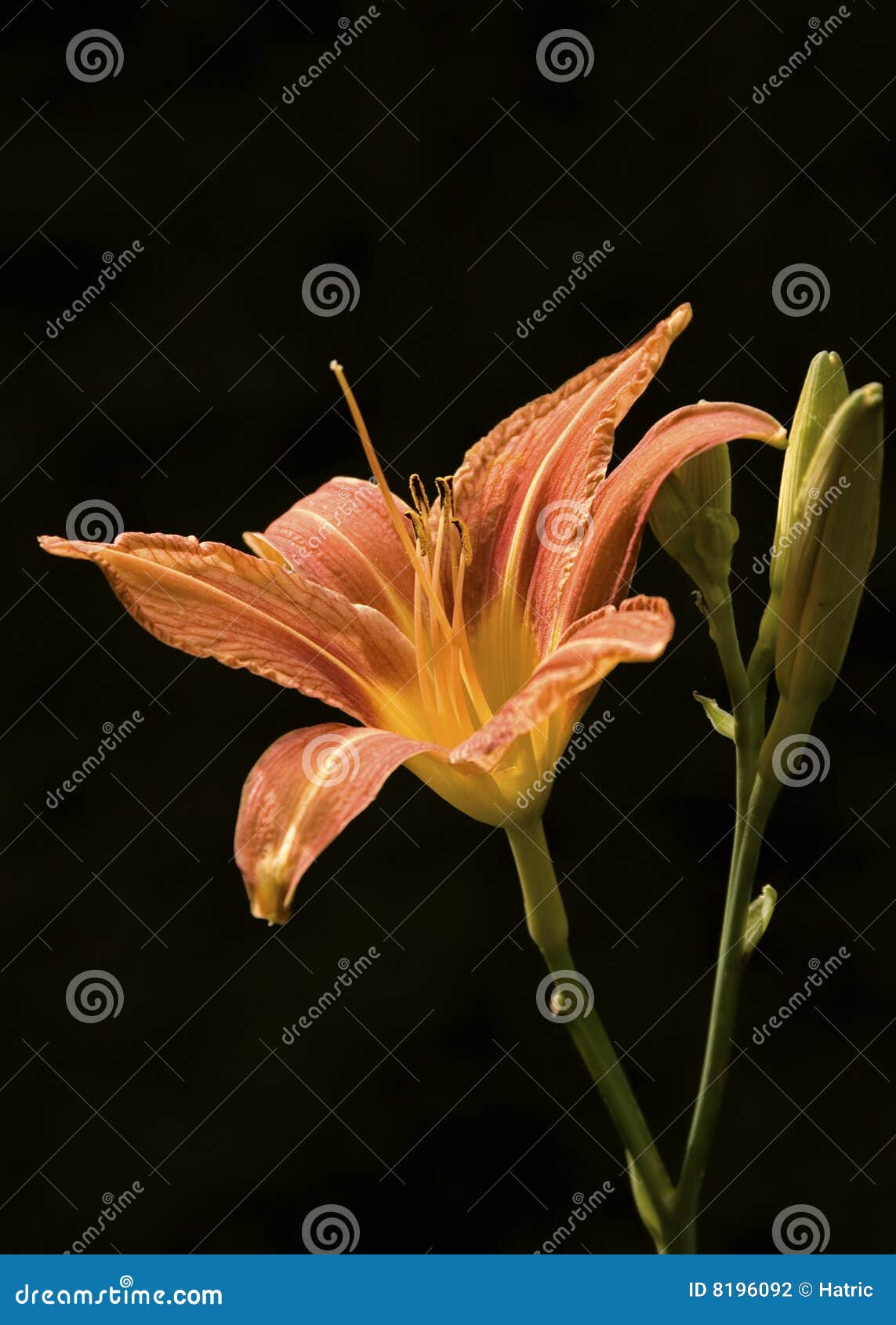 Svart dag isolerad lilja arkivfoto. Bild av stamenen, natur - 8196092