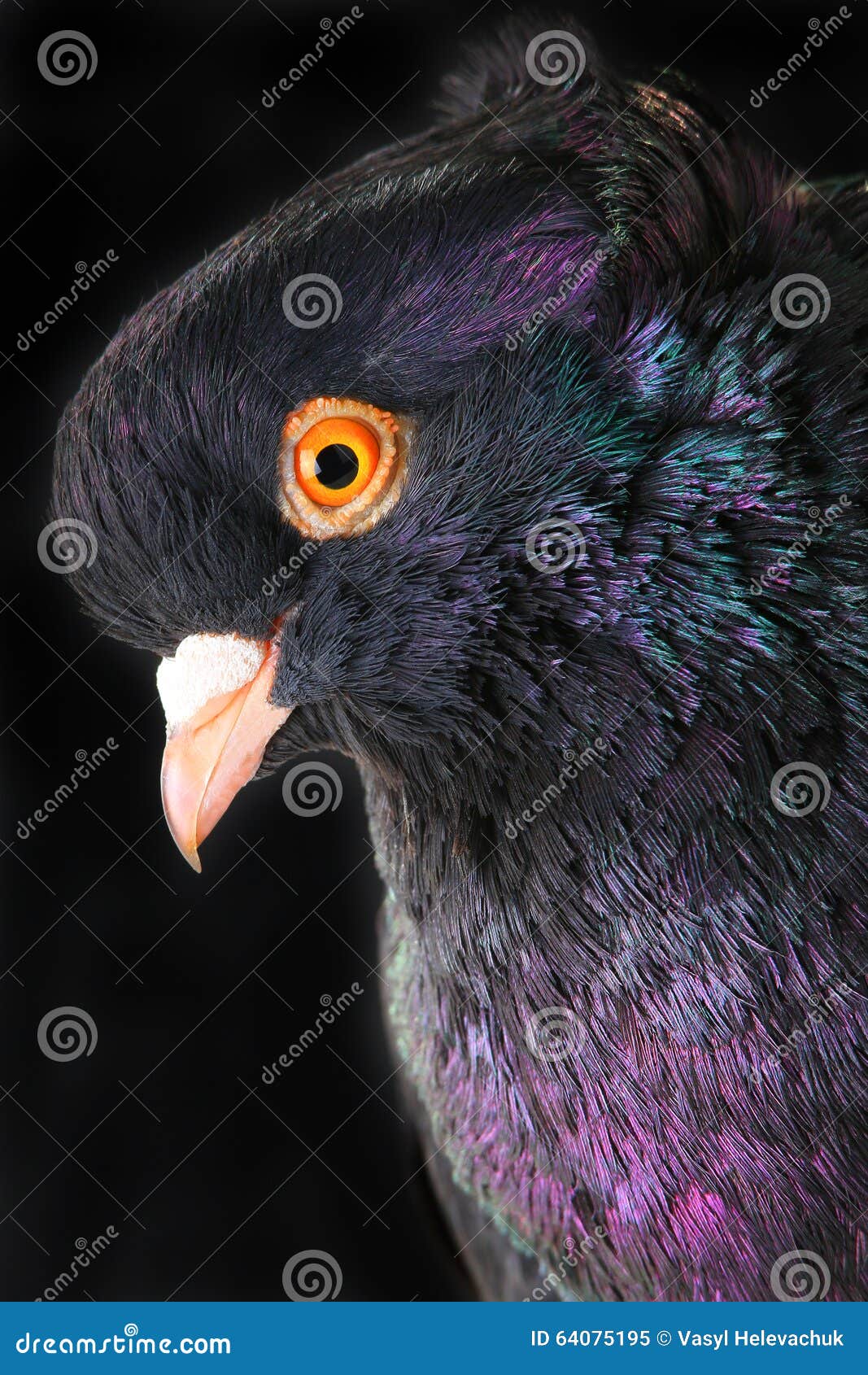 Svart duva fotografering för bildbyråer. Bild av vinge - 64075195