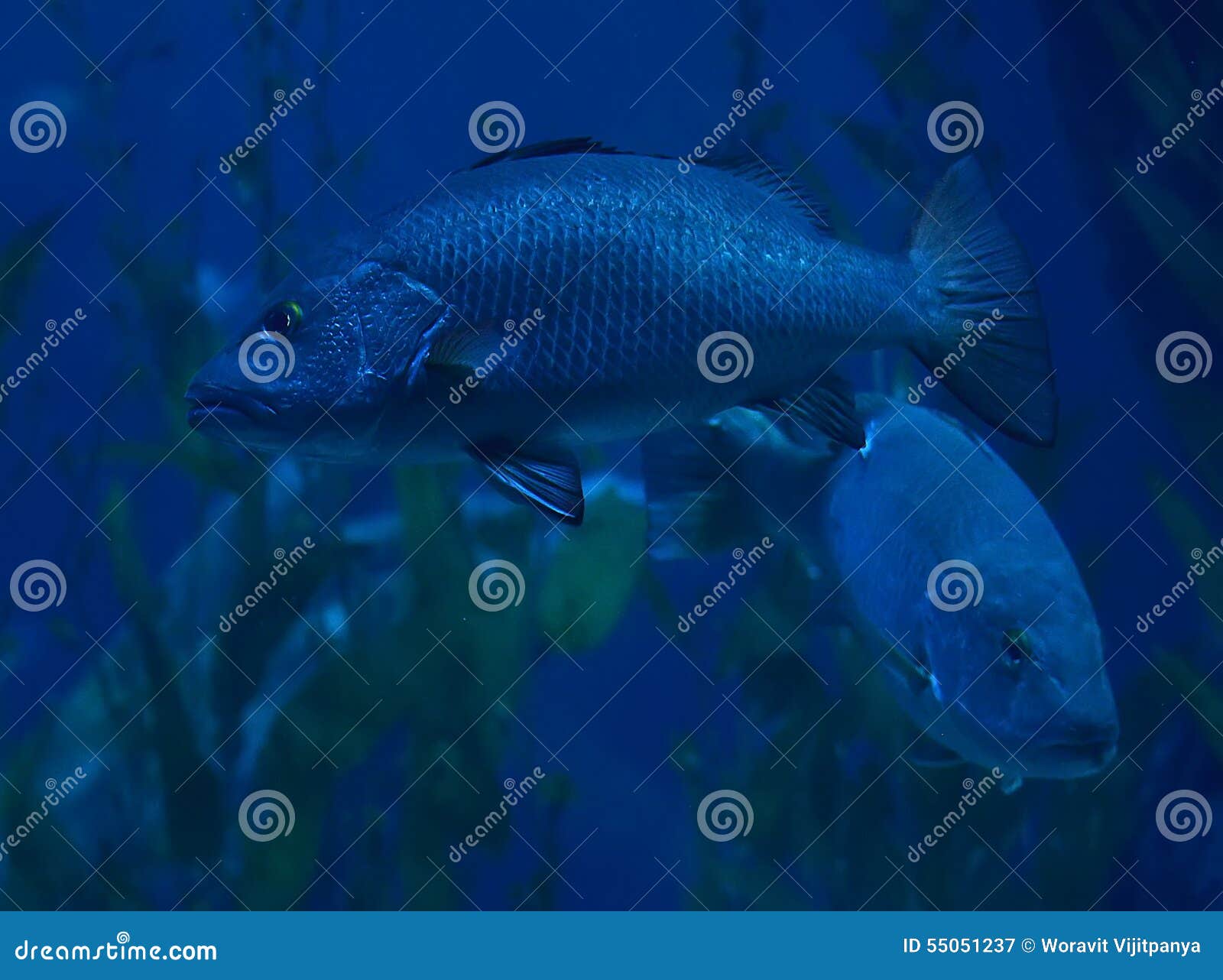 Svart fisk fotografering för bildbyråer. Bild av yucatan - 55051237