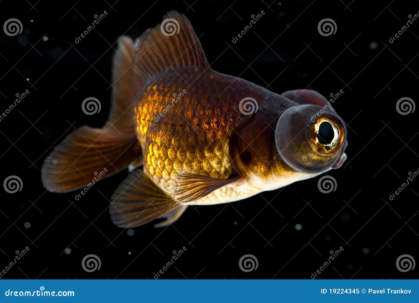 Svart guldfisk fotografering för bildbyråer. Bild av genomskinligt ...