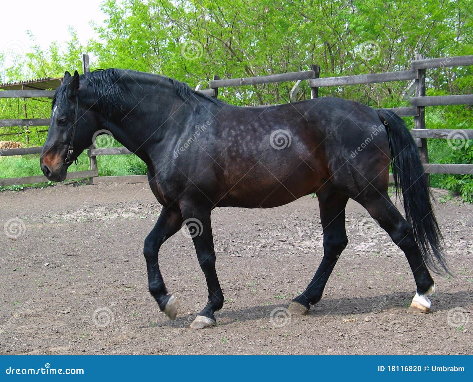 Svart hingst arkivfoto. Bild av fält, anhydrous, häst - 18116820