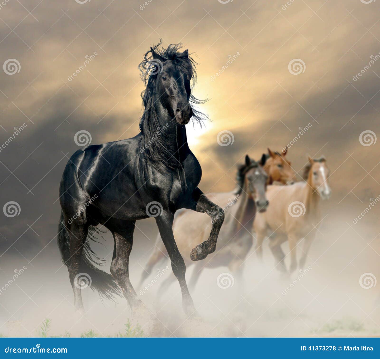 Svart hingst arkivfoto. Bild av galopp, manen, snabbast - 41373278