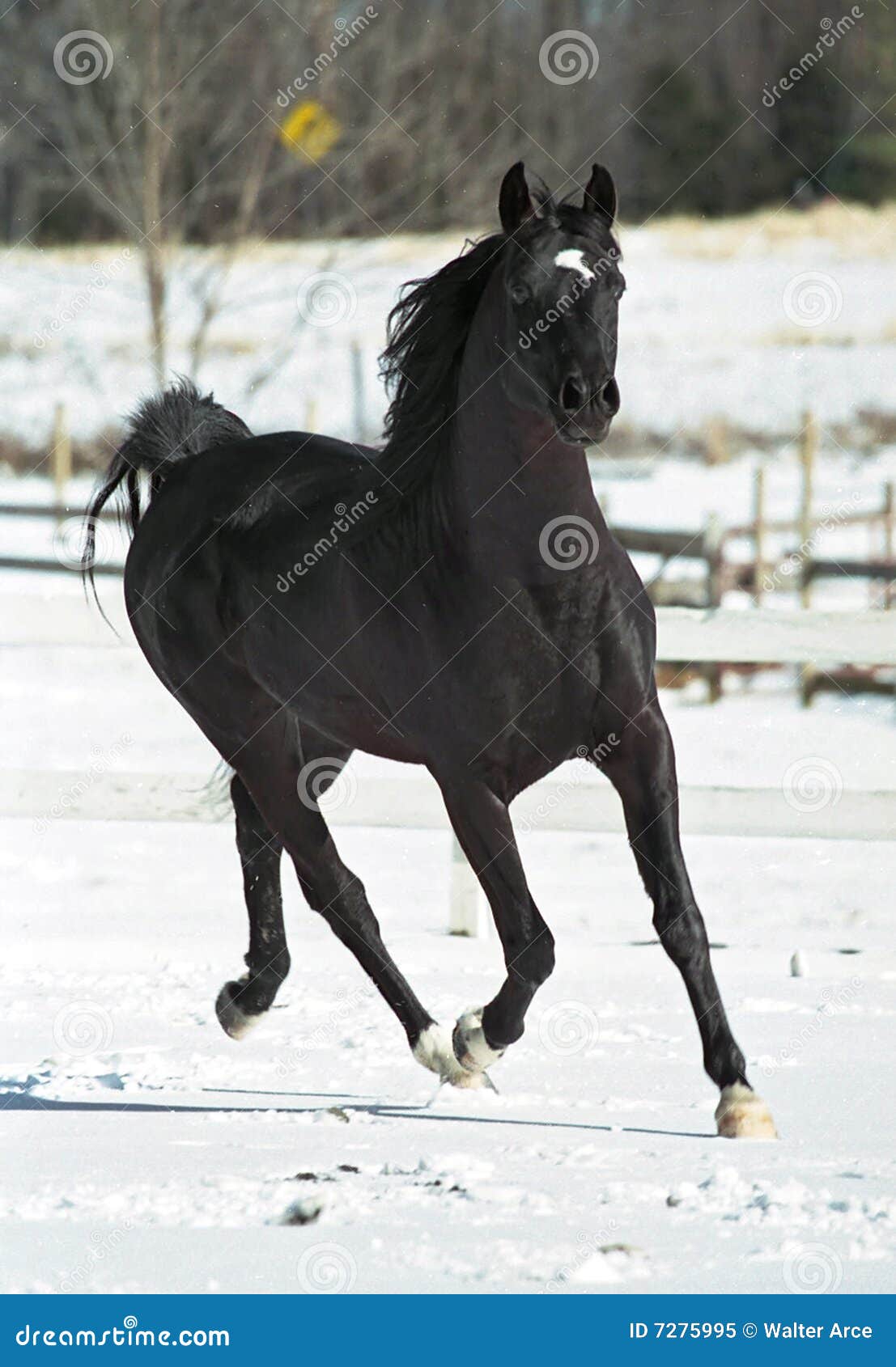 Svart hingst fotografering för bildbyråer. Bild av lämpligtvis - 7275995