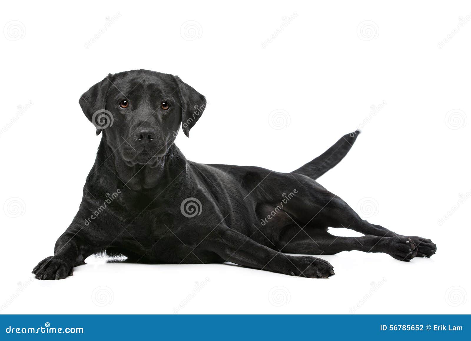 Svart hund labrador arkivfoto. Bild av svart, däggdjur - 56785652