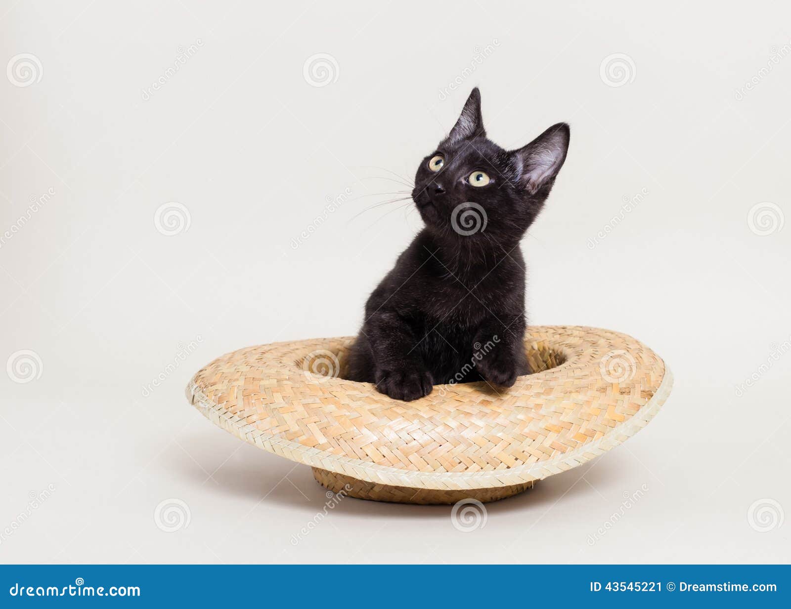 Svart katt i hatt fotografering för bildbyråer. Bild av katt - 43545221