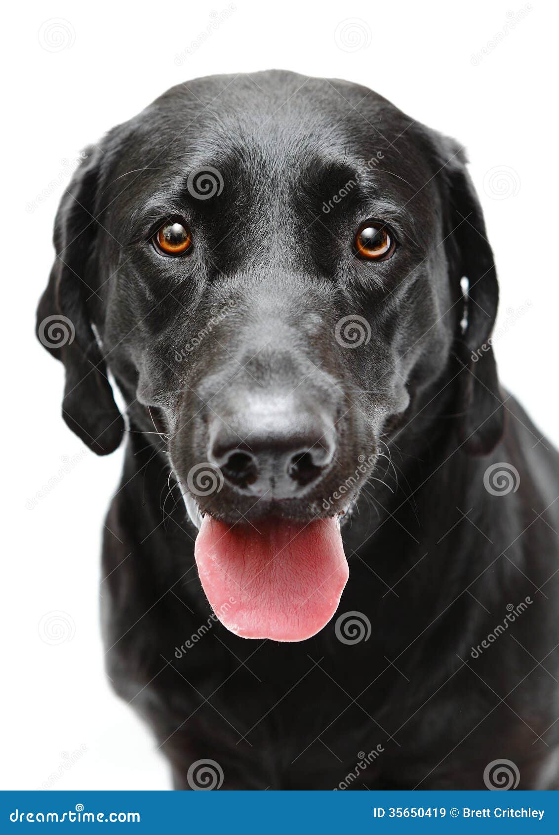Svart labrador fotografering för bildbyråer. Bild av framsida - 35650419