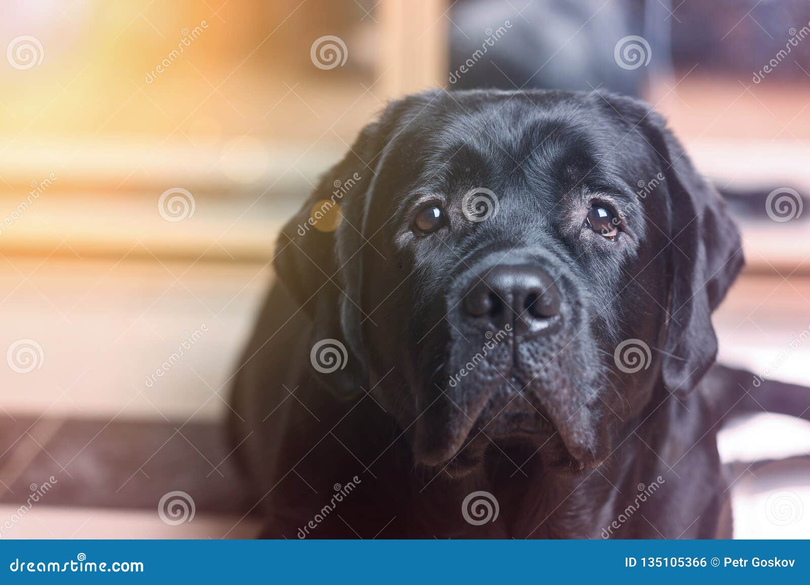 Svart labrador retriever arkivfoto. Bild av lojalitet - 135105366