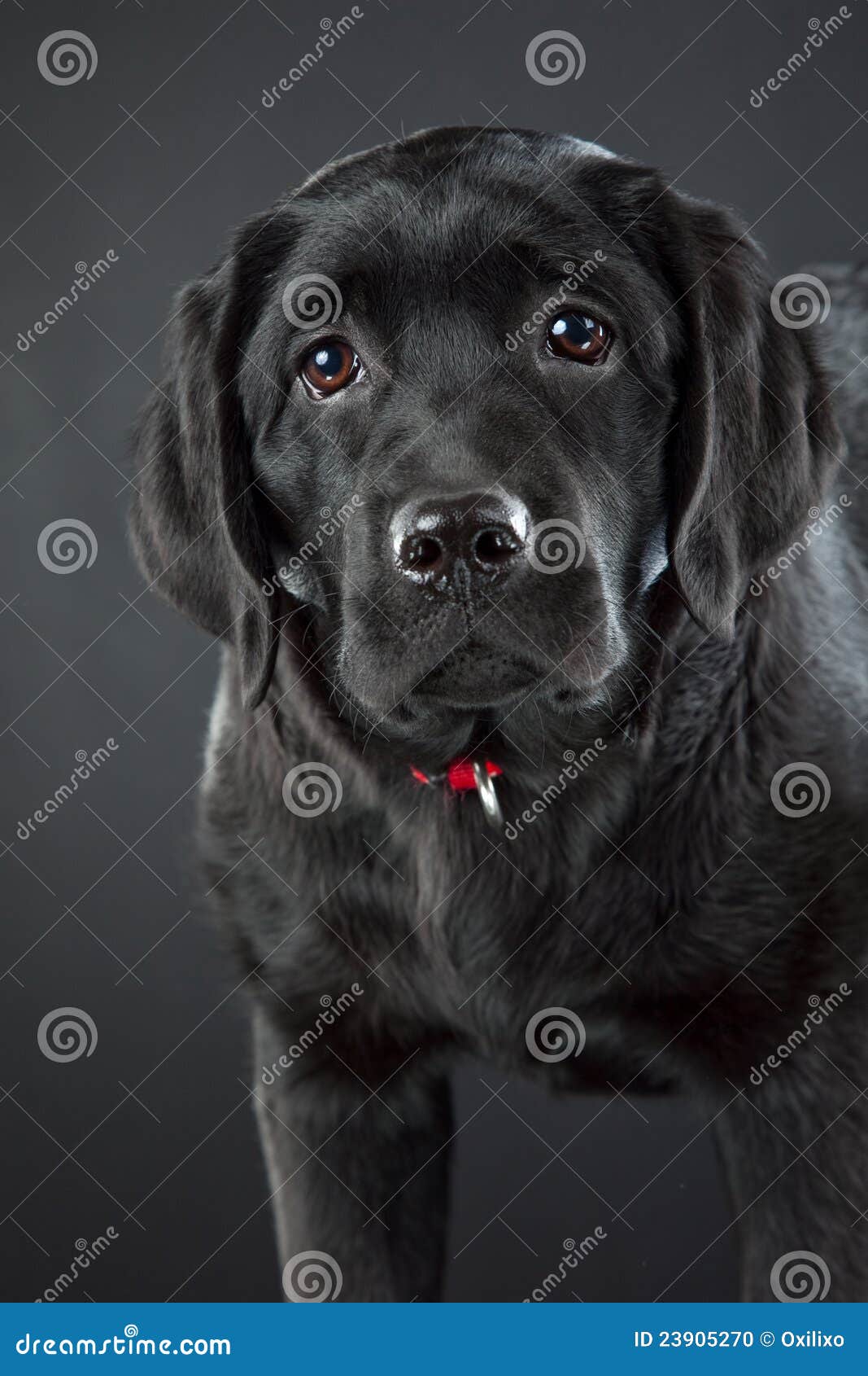 Svart labrador retriever arkivfoto. Bild av rött, hörntand - 23905270