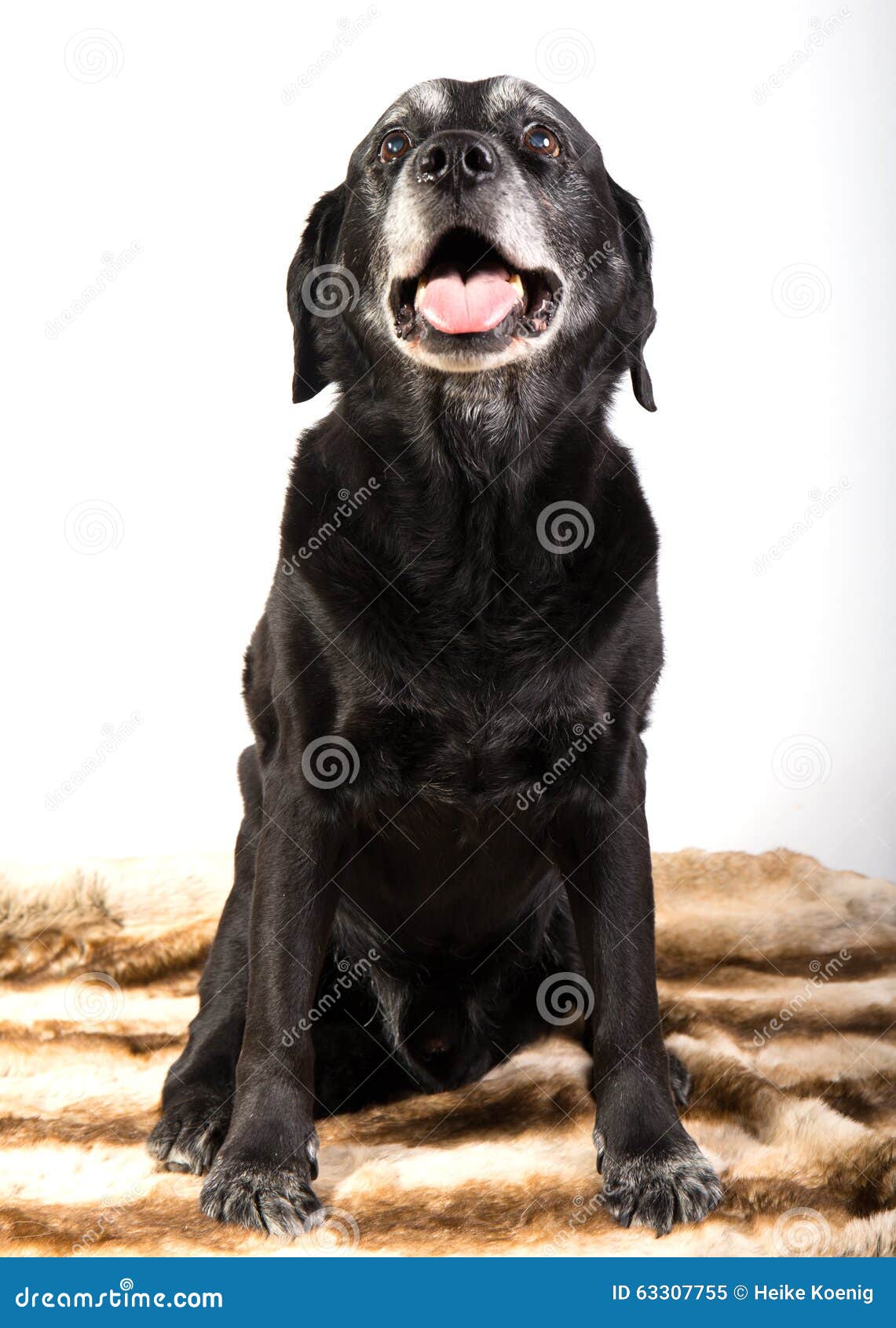 Svart labrador retriever fotografering för bildbyråer. Bild av älskvärt ...