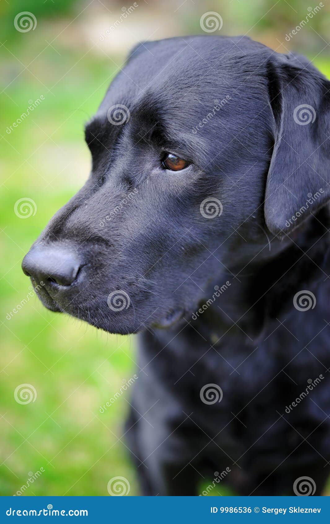 Svart labrador retriever arkivfoto. Bild av hund, gräs - 9986536