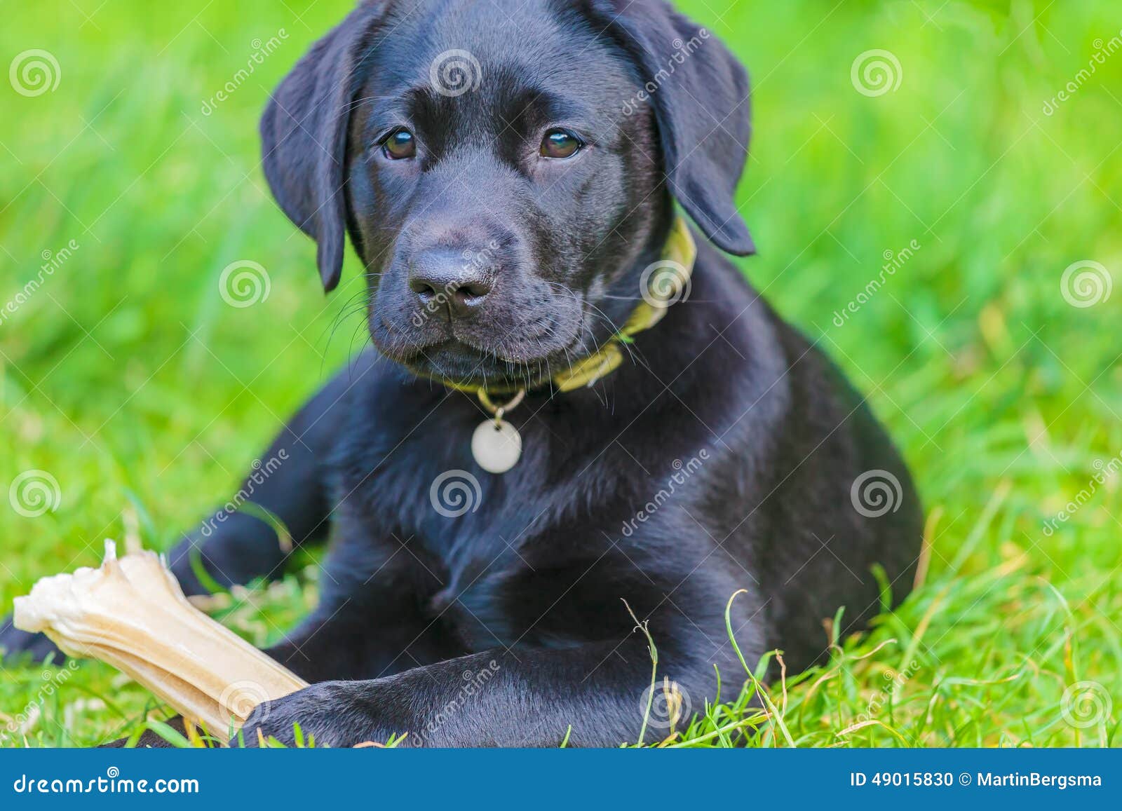 Svart Labrador Retriever Valp Med Benet Arkivfoto - Bild av husdjur ...