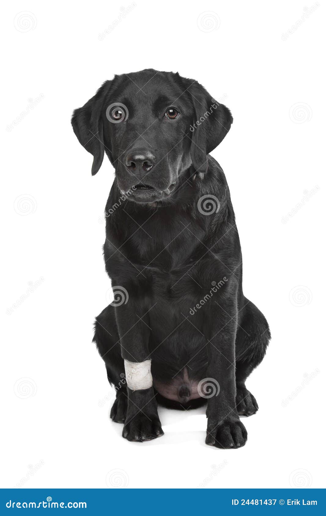 Svart labrador valp fotografering för bildbyråer. Bild av studio - 24481437