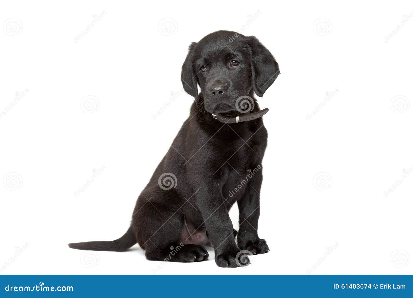 Svart labrador valp arkivfoto. Bild av renrasig, skjutit - 61403674