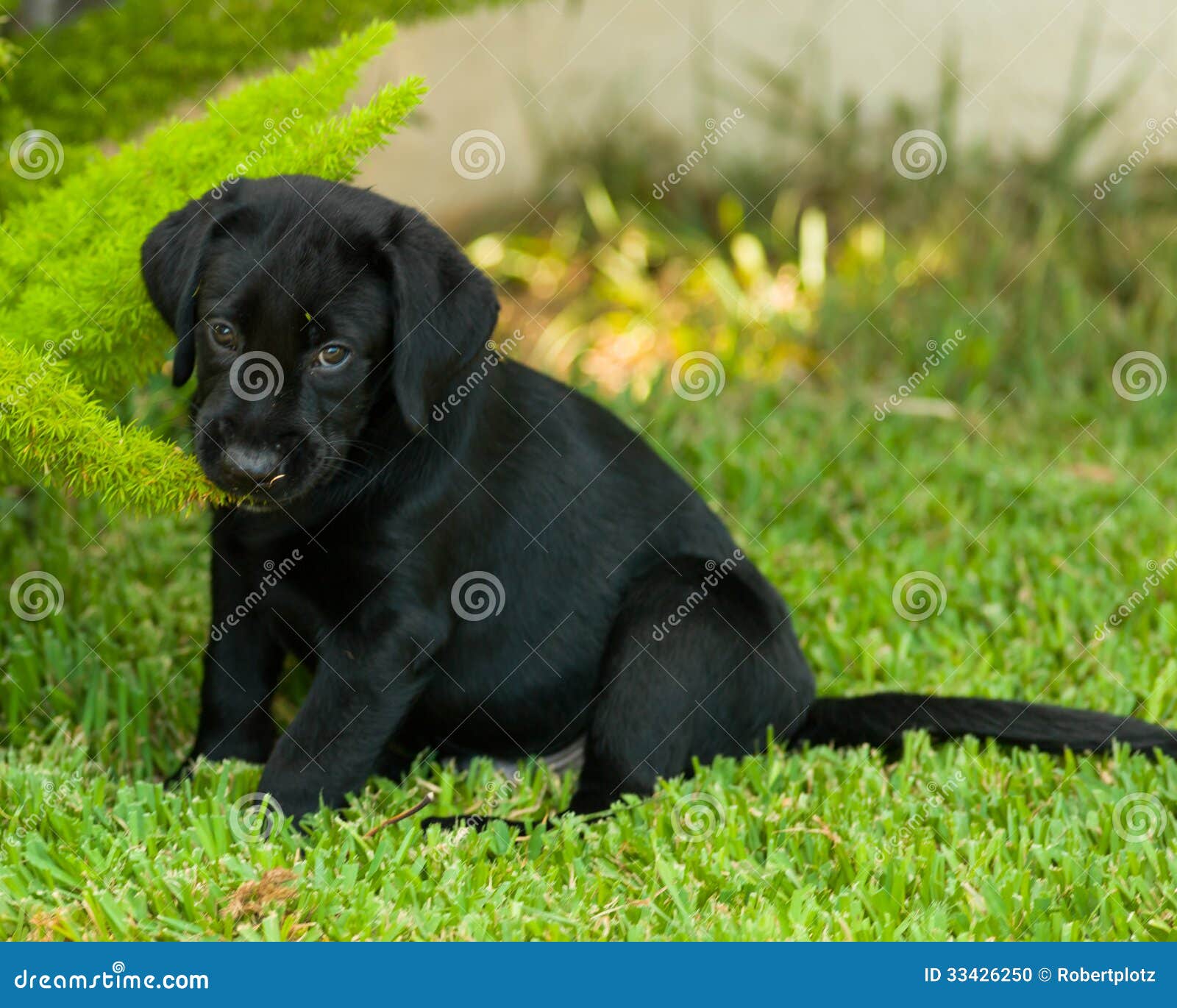 Svart labradorvalp arkivfoto. Bild av andetag, labrador - 33426250