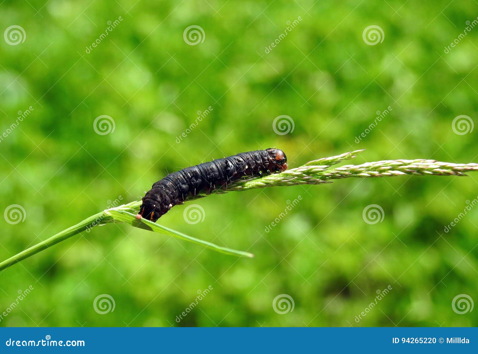 495 Svart Larv Foton - Gratis och royaltyfria stockfoton från Dreamstime