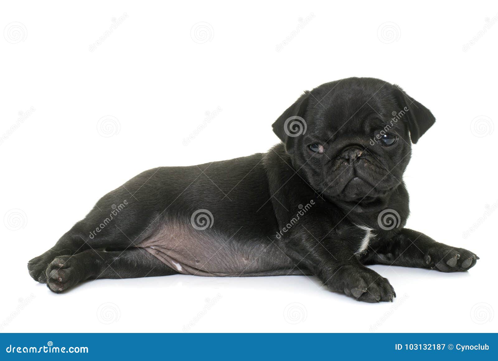 Mops Hund Svart at Judy Acosta blog