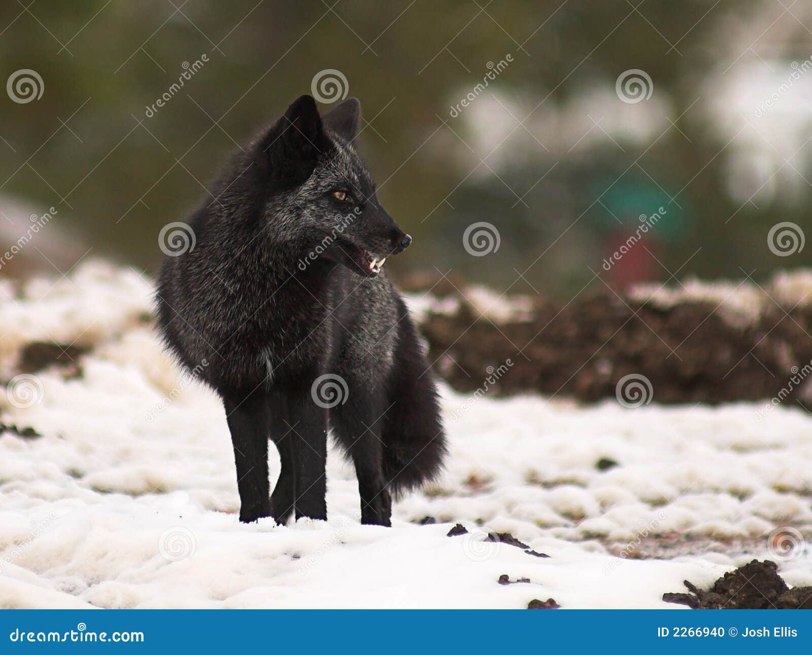 Svart räv arkivfoto. Bild av räv, kallt, utkik, vinter - 2266940