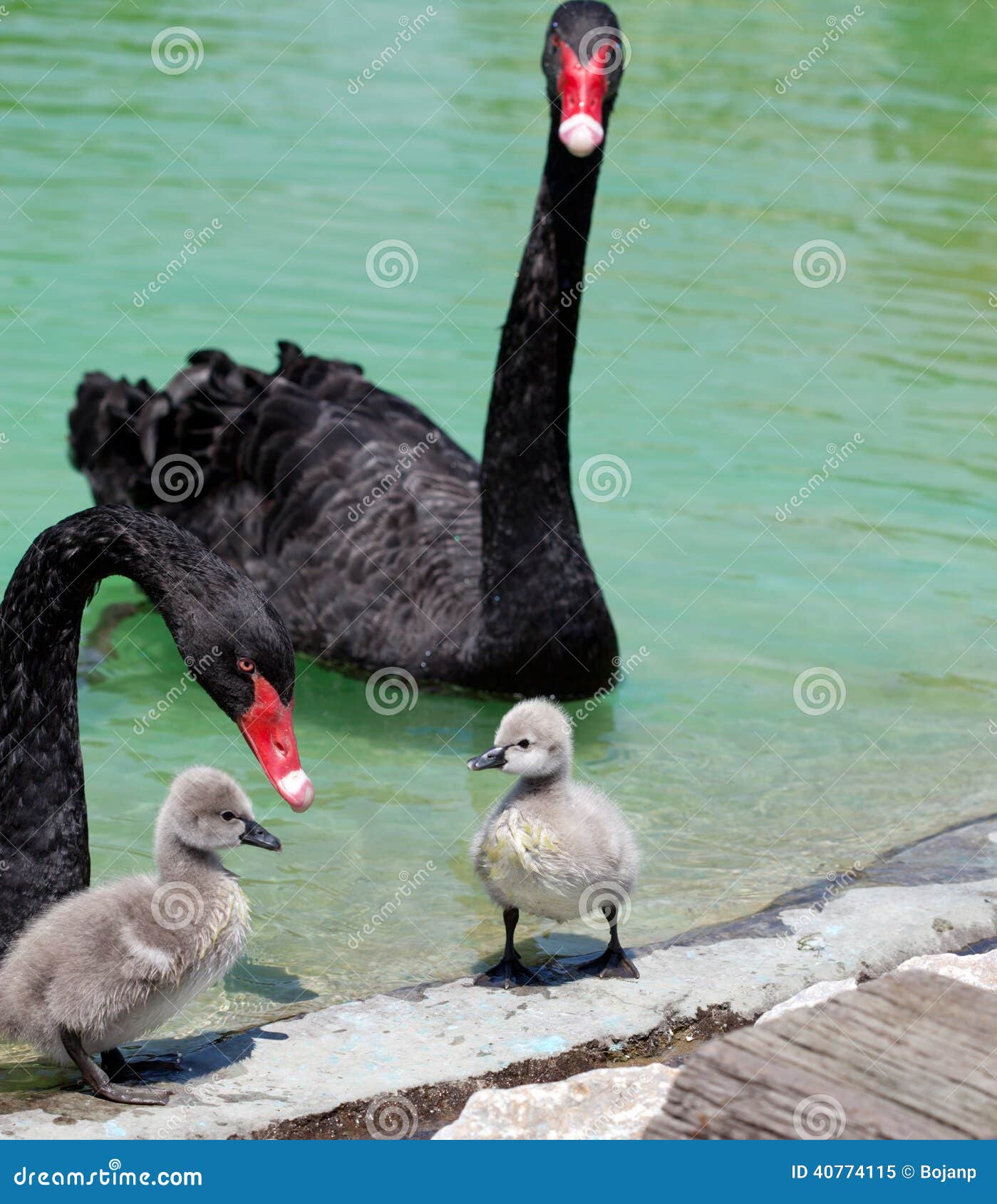 Svart svan och ung svan fotografering för bildbyråer. Bild av vatten ...