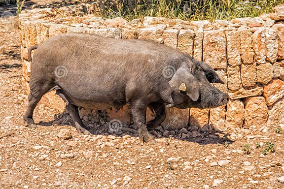 Svart svin, Mallorca arkivfoto. Bild av svin, öar, sällan - 94971178