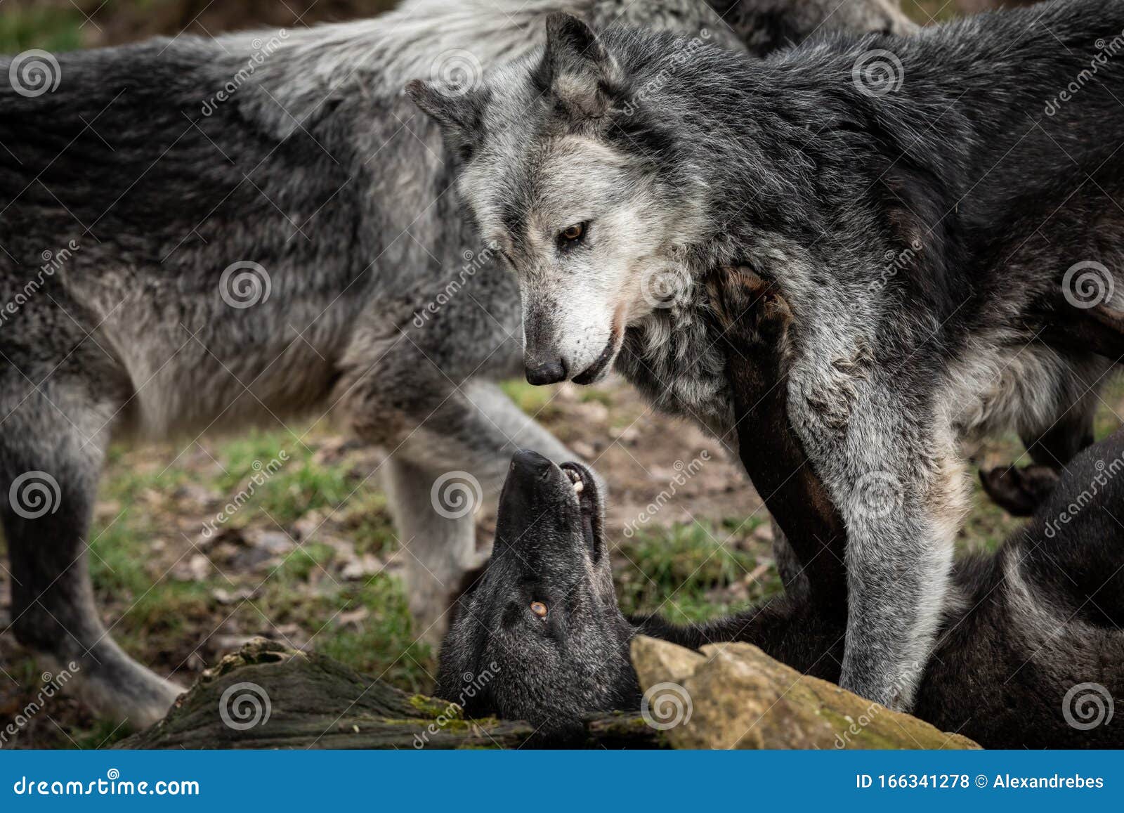 Svart varg i skogen arkivfoto. Bild av päls, varelse - 166341278