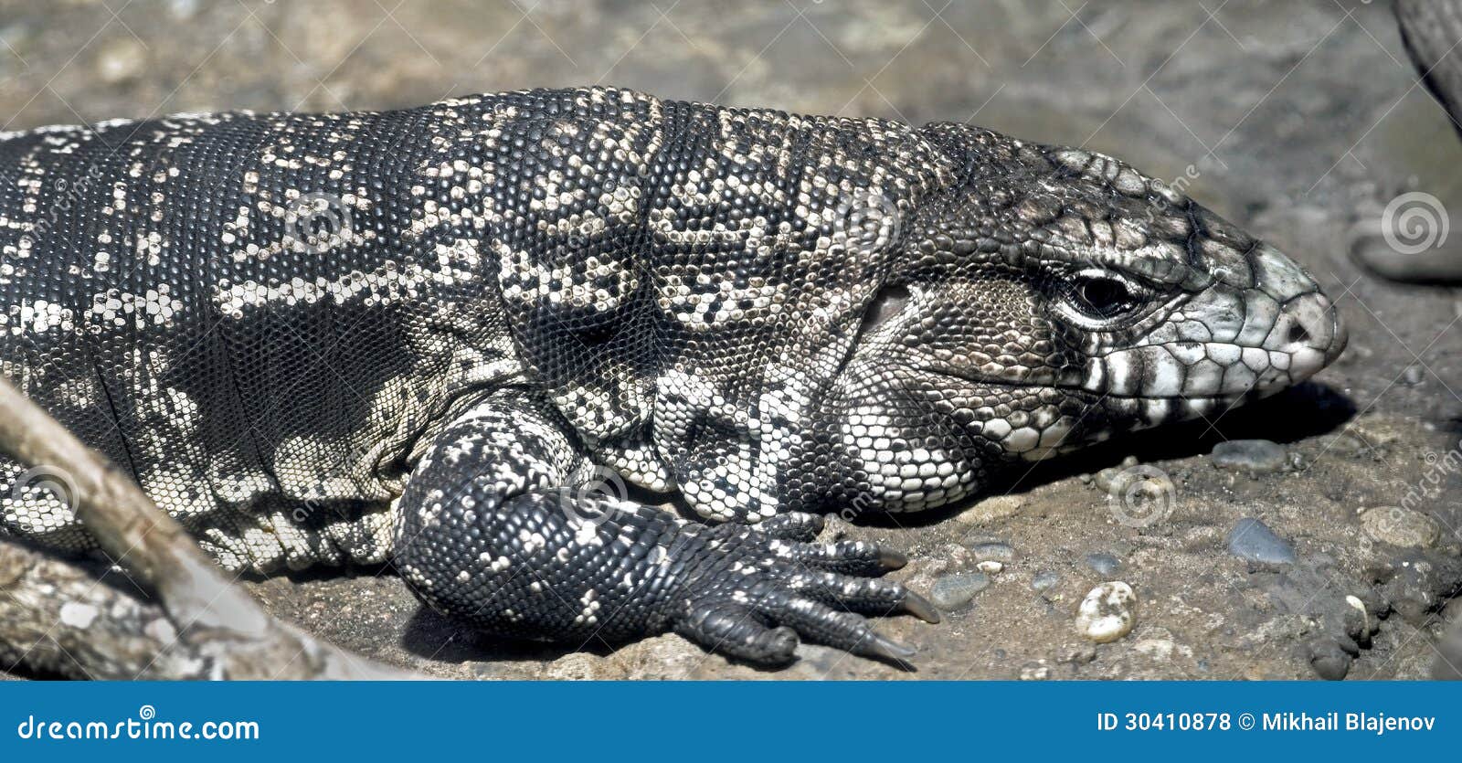 Svartvit argentinian teju arkivfoto. Bild av sällan, fräckt - 30410878