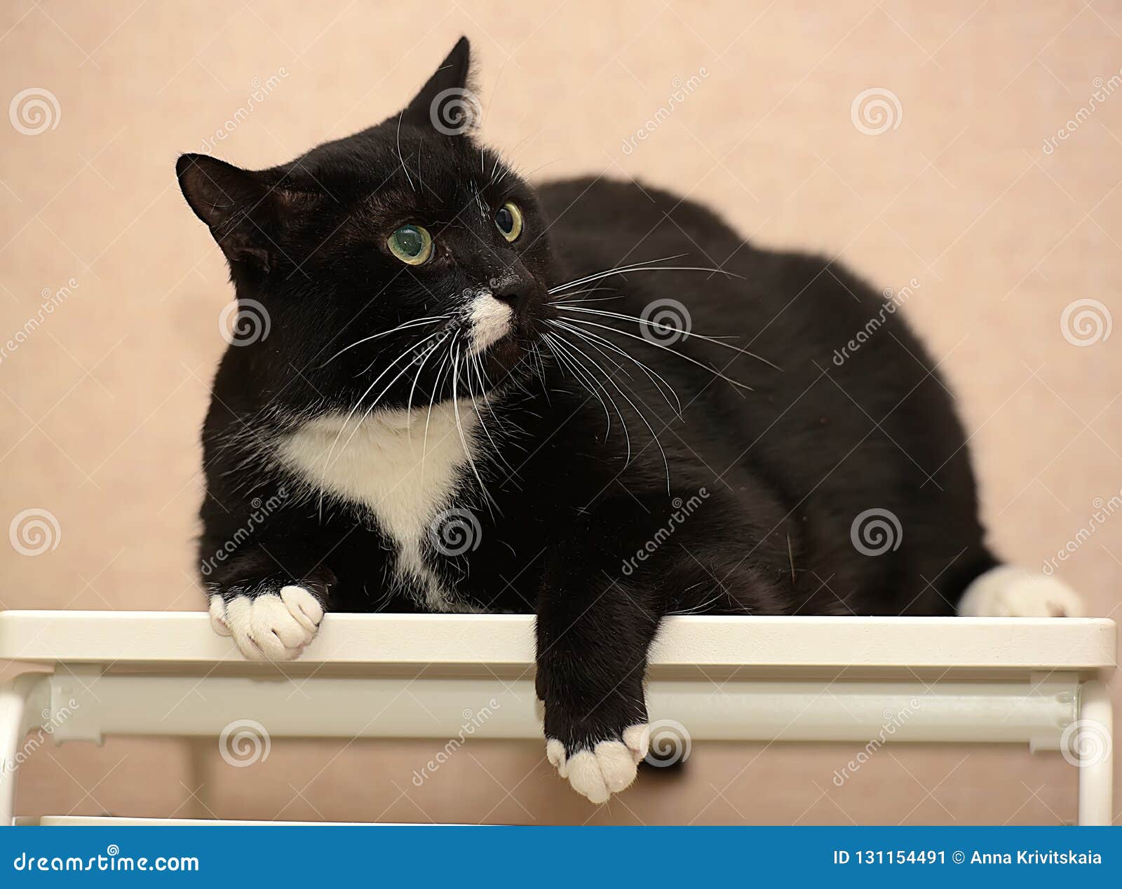 Svartvit fet katt fotografering för bildbyråer. Bild av isolerat ...