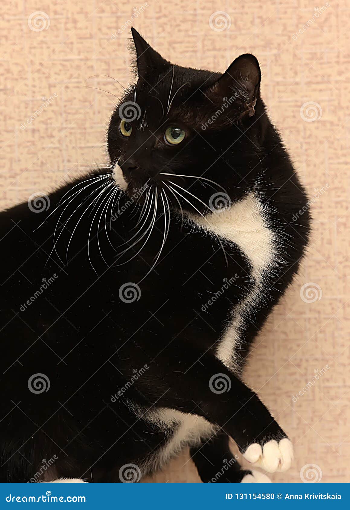 Svartvit fet katt arkivfoto. Bild av angus, inget, päls - 131154580