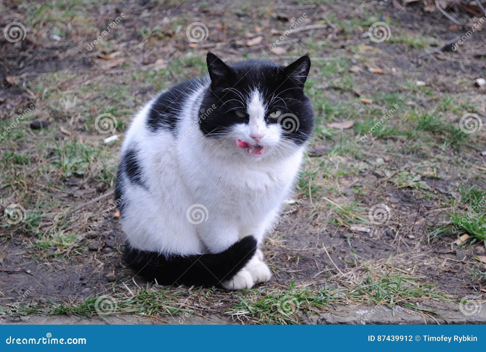 Svartvit Katt Som Slickar Framsidan Arkivfoto - Bild av hemlös, härlig ... Svartvit Katt Som Slickar Framsidan Arkivfoto - Bild av hemlös, härlig ...