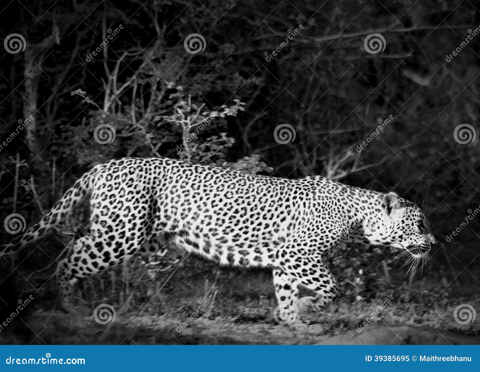 101 Svartvit Leopard Foton - Gratis och royaltyfria stockfoton från ...