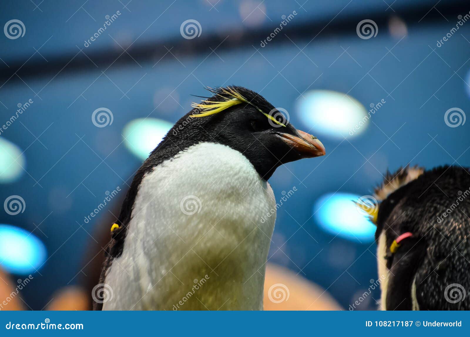 Svartvit pingvin fotografering för bildbyråer. Bild av djurliv - 108217187