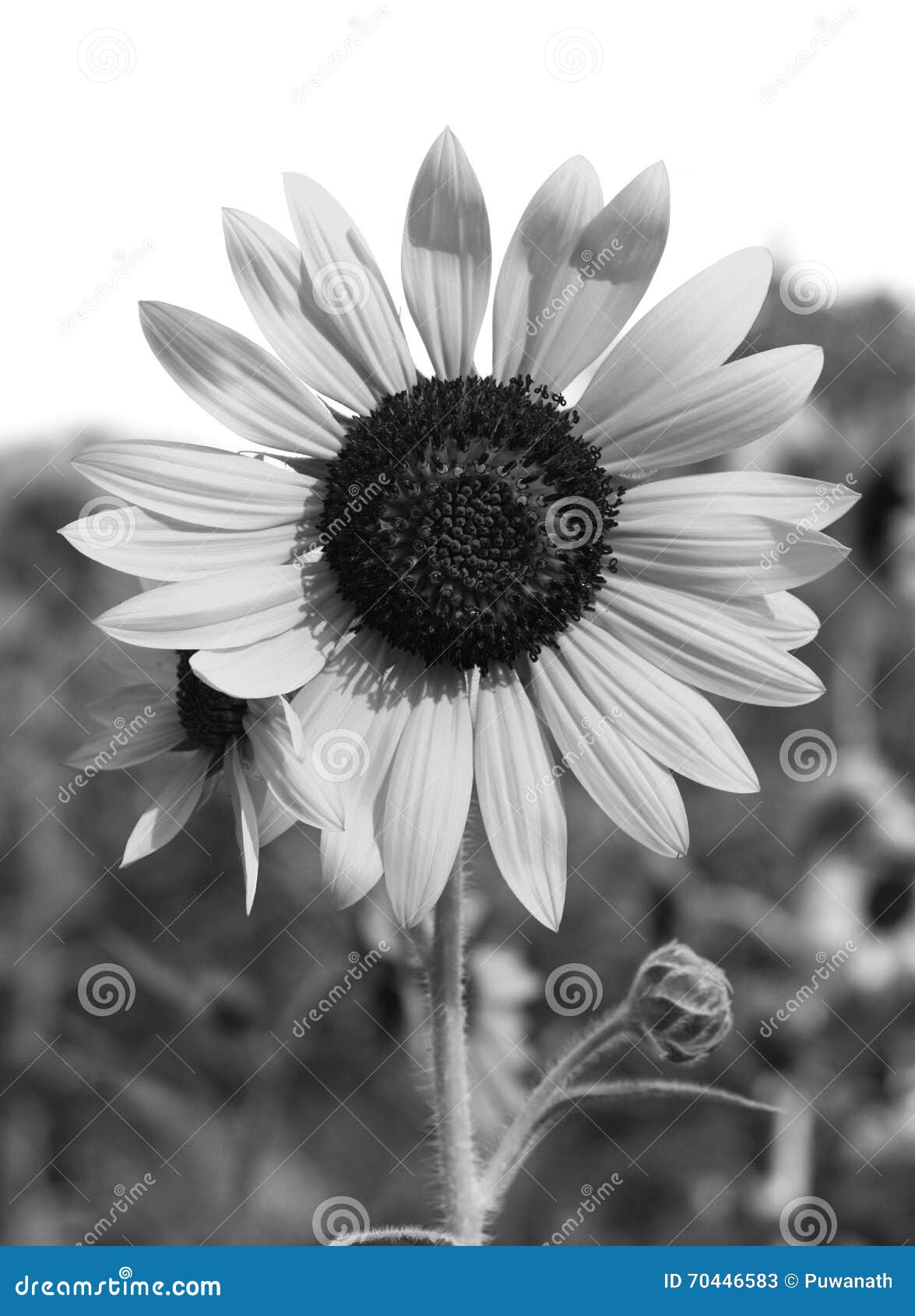 Svartvit solros fotografering för bildbyråer. Bild av solros - 70446583
