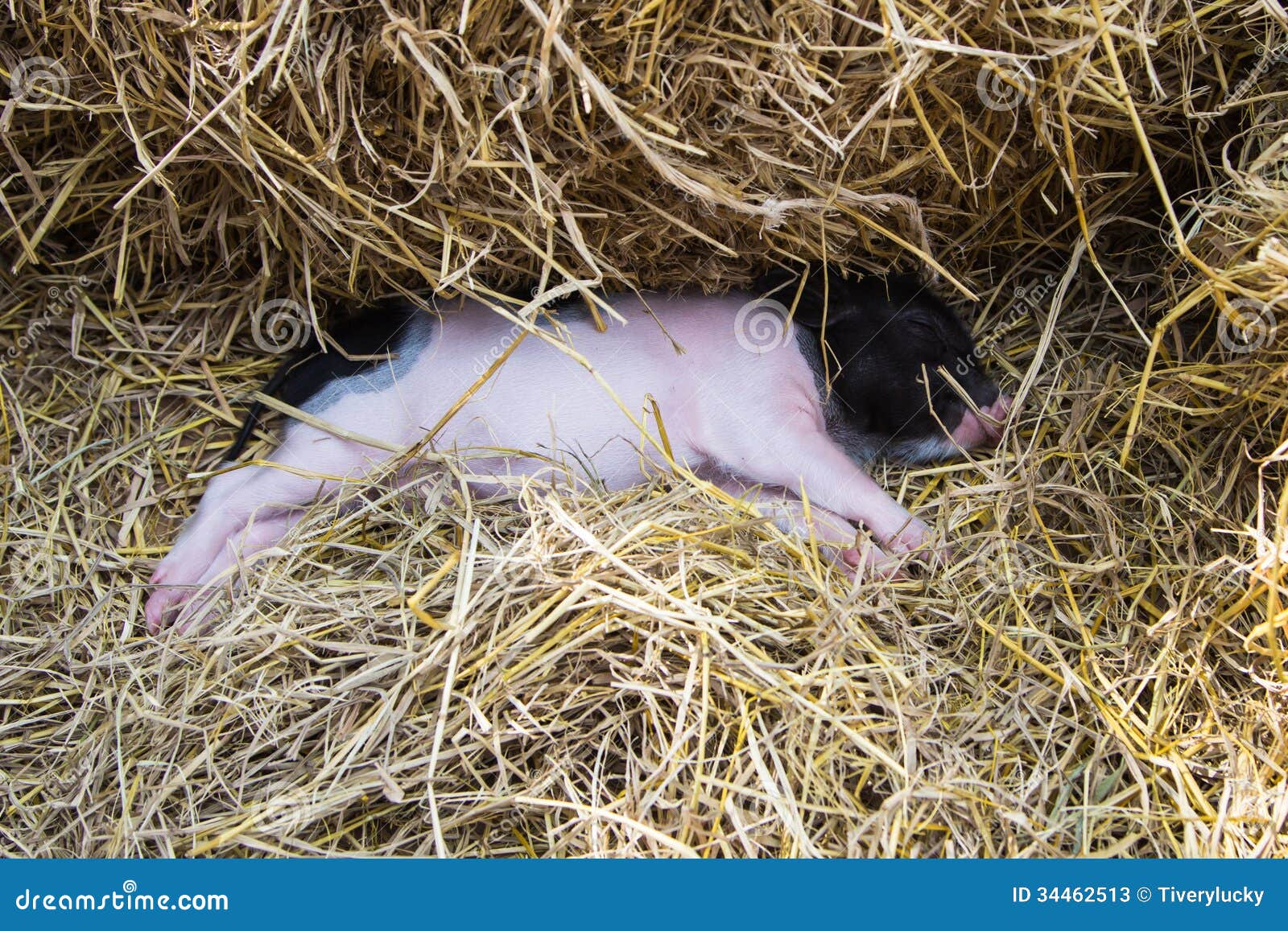 Svin i en penna fotografering för bildbyråer. Bild av natur - 34462513