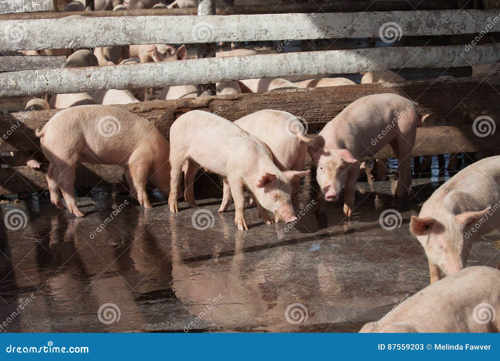 Svinfarm fotografering för bildbyråer. Bild av kuba, bilaga - 87559203