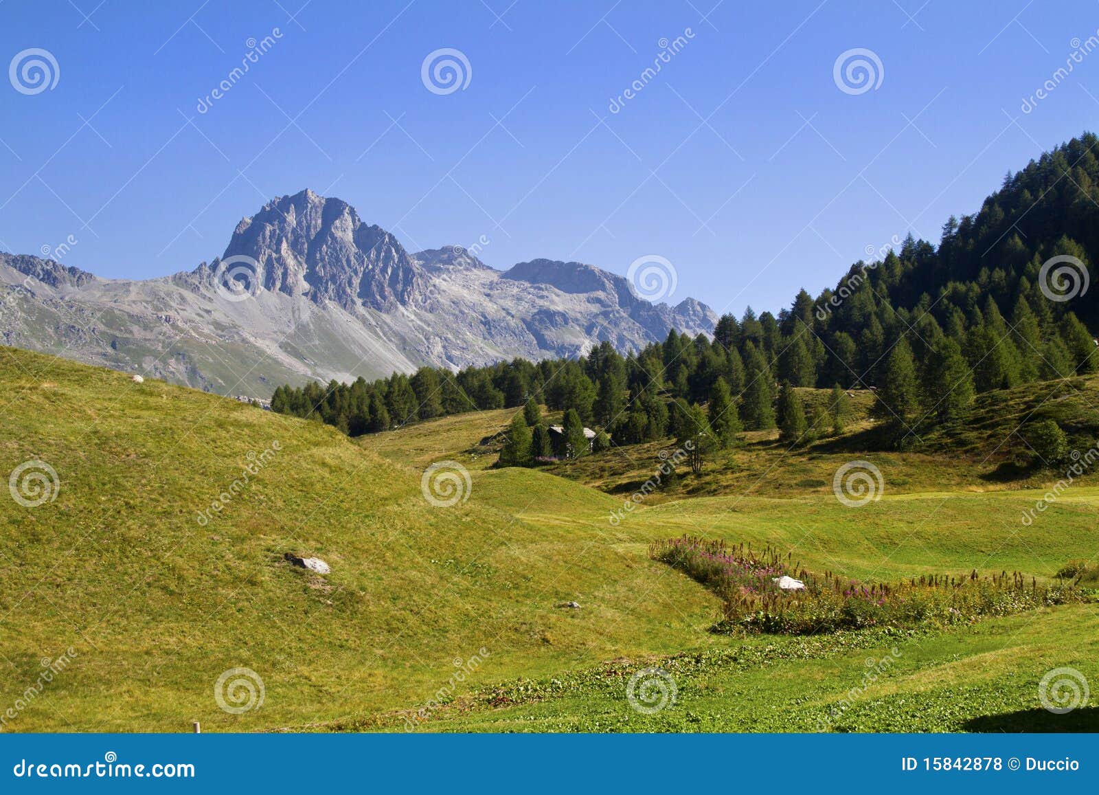 Svizzere di Montagne fotografia stock. Immagine di pascolo - 15842878
