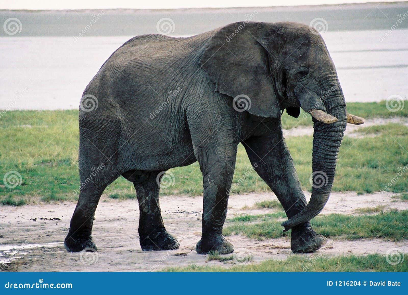 Swaggering Elephant stock photo. Image of salt, muddy - 1216204