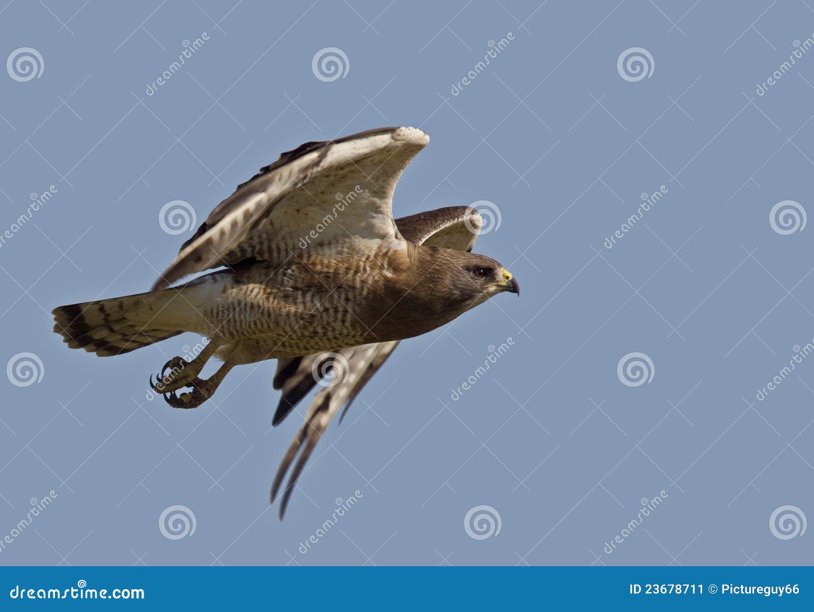 Swainson Hawk stock image. Image of nature, predator - 23678711