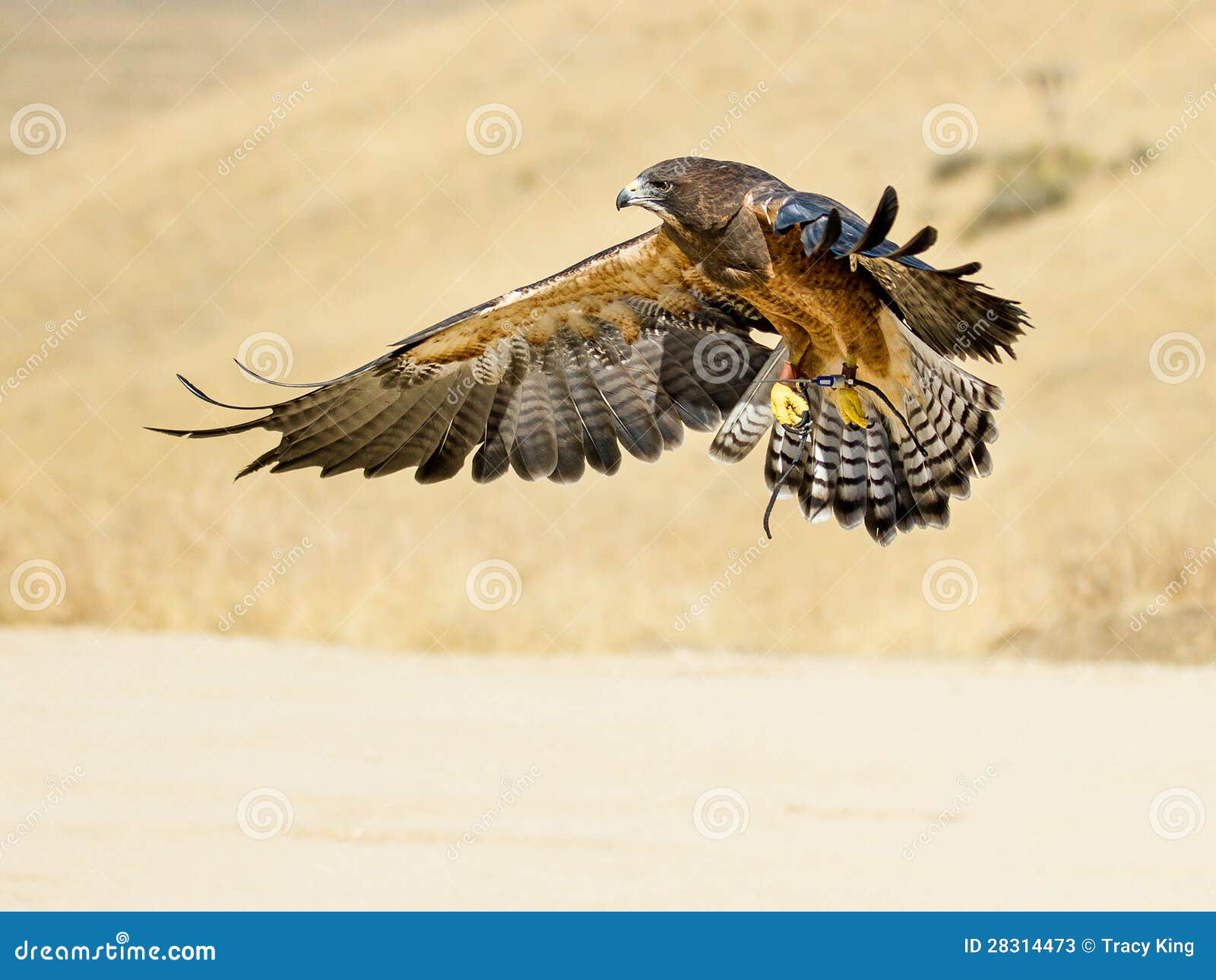 Swainson hawk flying stock image. Image of avian, summer - 28314473