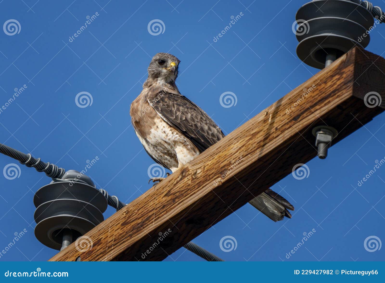 Swainson Hawk on Pole stock photo. Image of perched - 229427982