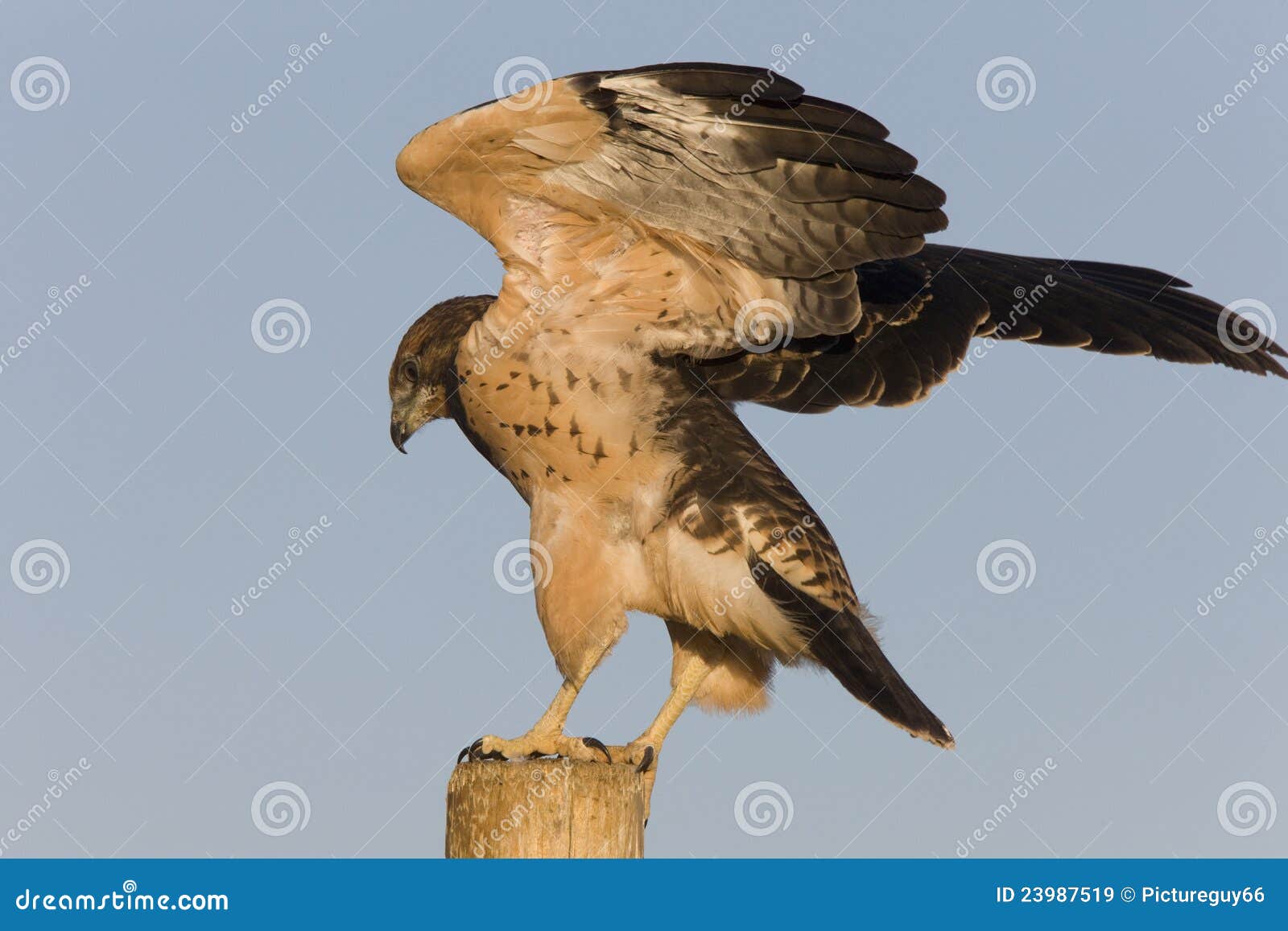 Swainson Hawk on Post stock image. Image of rural, digital - 23987519