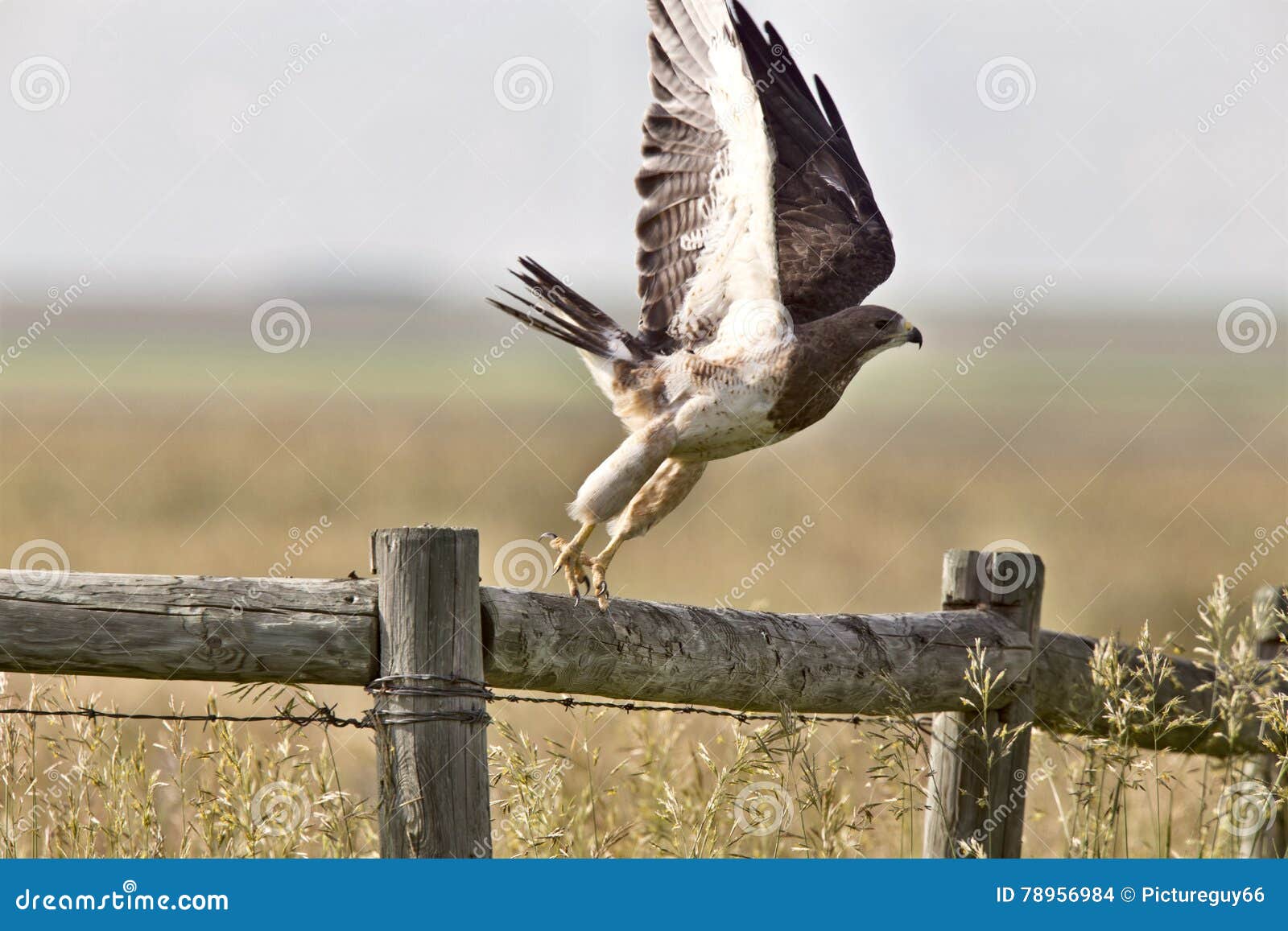 Swainson Hawk on Post stock photo. Image of raptor, birding - 78956984