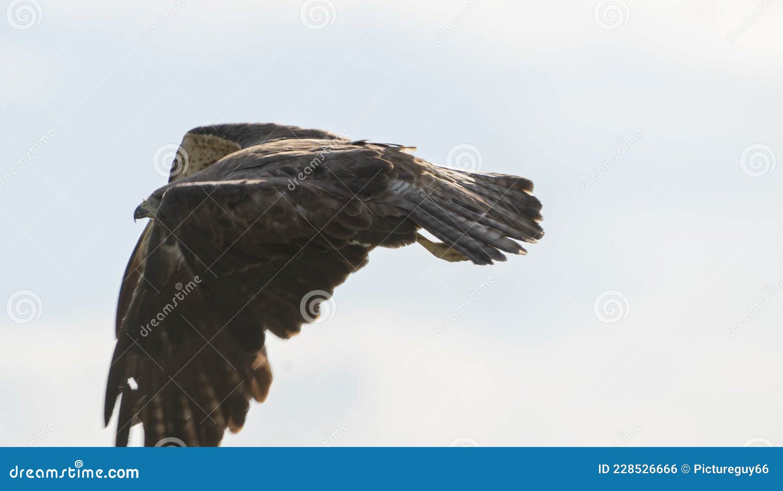 Swainson Hawk Prairie stock photo. Image of predator - 228526666